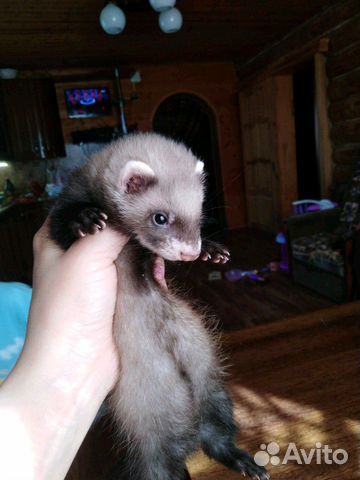 Хоречек девочка