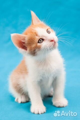 Очаровательный котенок от домашней кошки