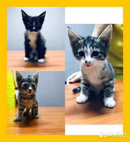 Котята ищут дом