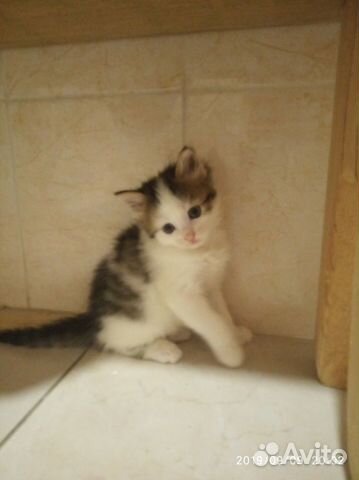 Красотуля ищет новый дом и заботливых хозяев