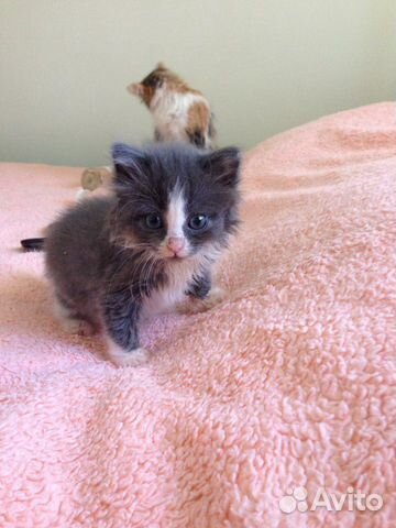 Очень пушистая девочка