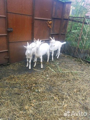 Продам козочку и 2 козликов от дойной козы(торг)