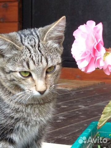 Симпатяга-кот в хорошие руки