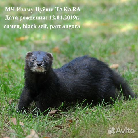 Клубные хорьки