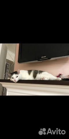 Отдам в добрые руки кота, в связи с аллергией, буд