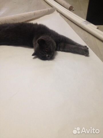 Отдам котика британца