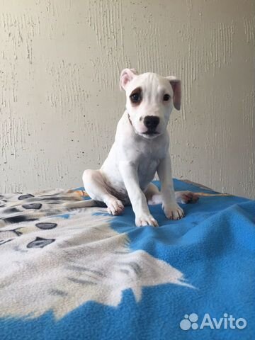 Питбуль Альбинос