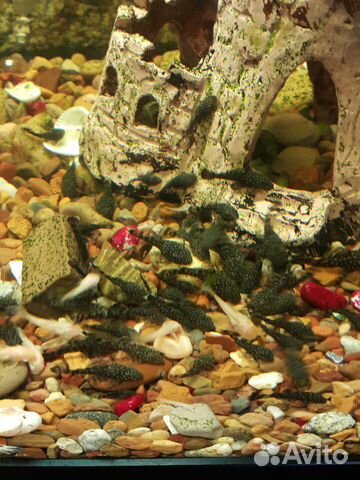 Продам сомиков прилипал анциструс