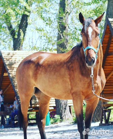 Высококровная буденновская кобыла