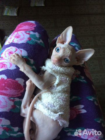 Котёнок Сфинкс