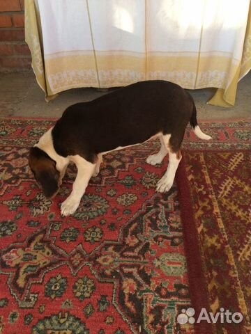 Эстонская гончая