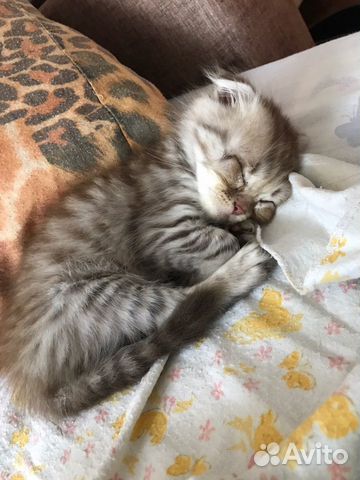 Котёнок британец, мальчик