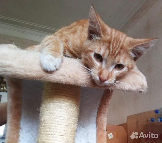 Обаятельный, рыжий котёнок мальчик Яша в дар