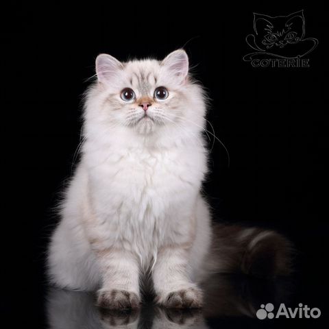 Британский длинношерстный мальчик