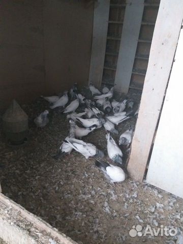 Голубь Пакистанец