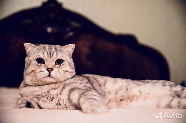 Кот на вязку