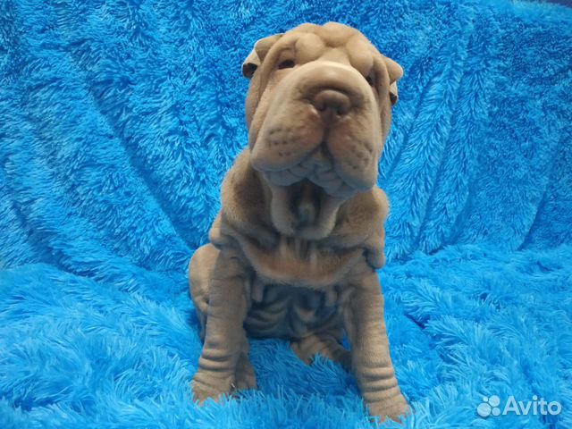 Голубые и Лиловые щеночки