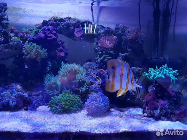Морской аквариум 200л