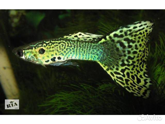 Рыбки "Гуппи"