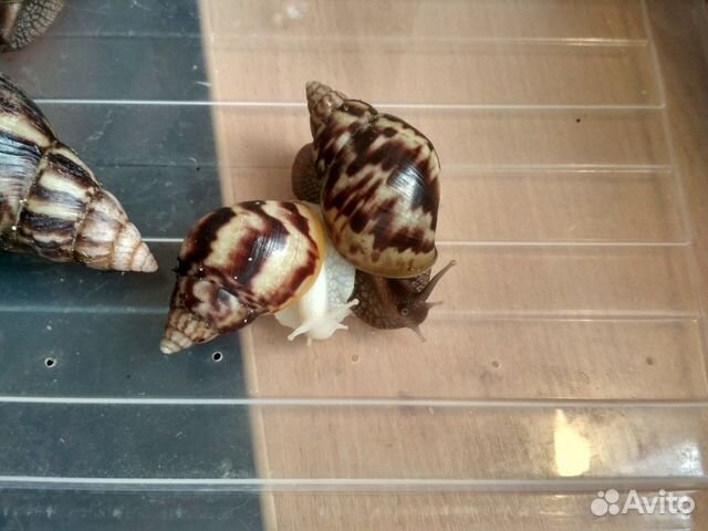 Улитка ахатина