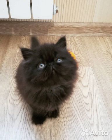 Котенок-экзот