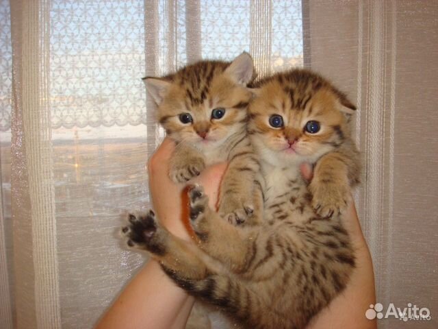 Вислоухие котята