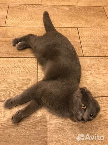 Отдадим в Добрые руки Кошку Шотландскую вислоухую