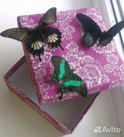 Живые тропические бабочки, куколки, мини-инсектар