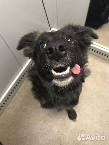 Собачка-красотка