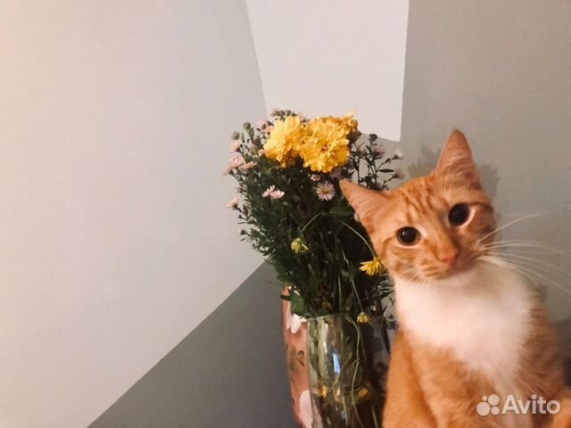 Прекрасный солнечный котик ищет семью