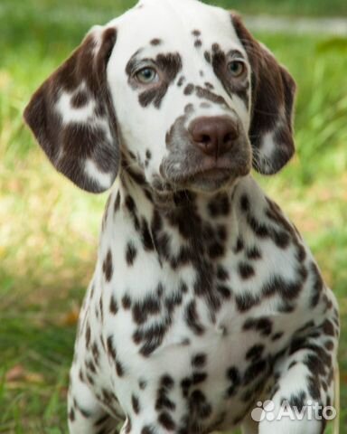 Продажа далматин