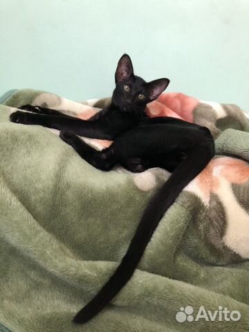 Чёрная ориентальная девочка