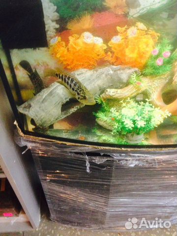 Рыбки для аквариума