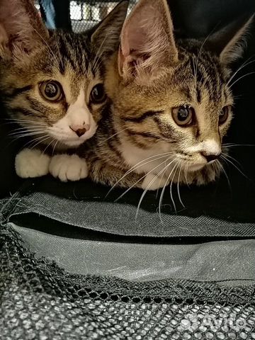 Отдам котят