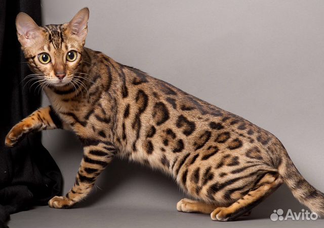 Бенгальская кошечка