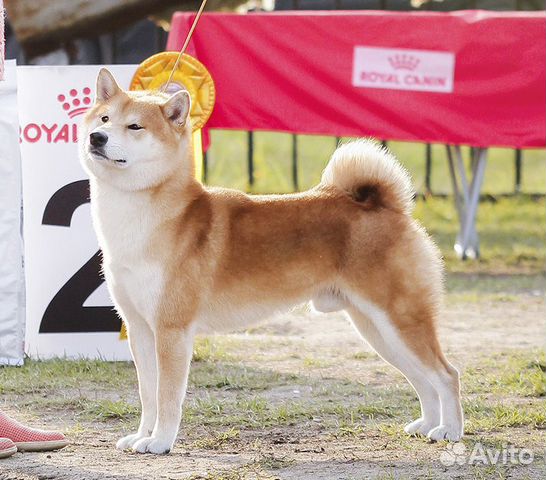 Кобель Сиба Ину (Шиба) на вязку. Титулованный