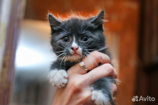 Борис хочет домой