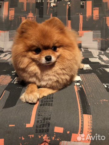 Шпиц для вязки