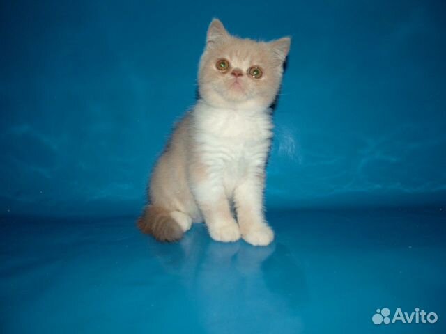 Экзотическая девочка