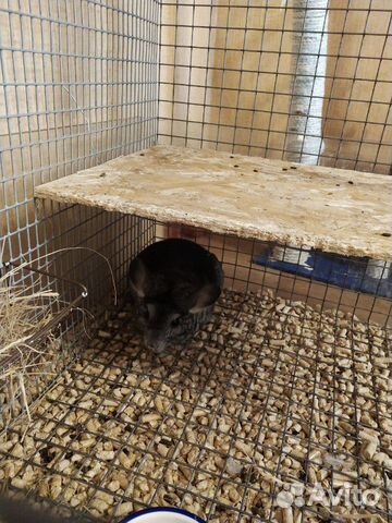 Шиншила мальчик