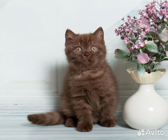 Шоколадка британочка