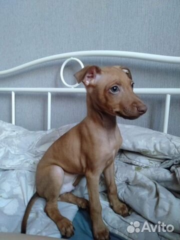 Щенок левретка