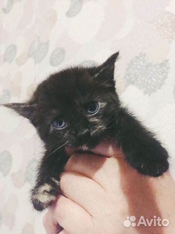 Котёнок бомбейки в добрые руки