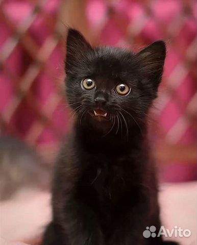Котик блек