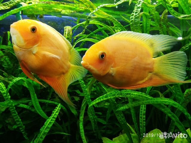 Северум, барбус, крипокторина