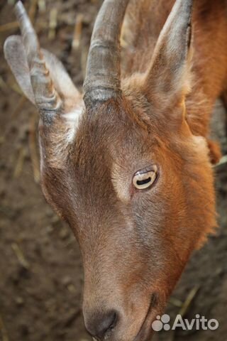Коза чешская возраст 2,5 года
