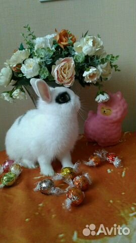 Карликовый крольчонок Оджи