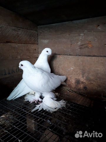 Голуби армавирские короткоклювые