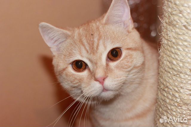 Отдам кота Макса в добрые руки