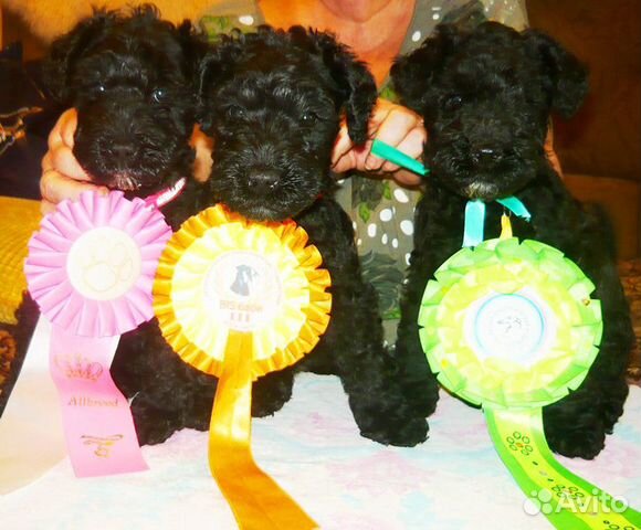 Щенки голубого терьера - керри